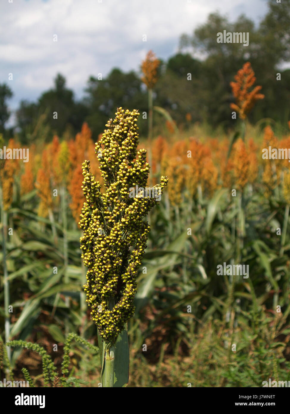 Georgia farm farming agriculture hi-res stock photography and images ...