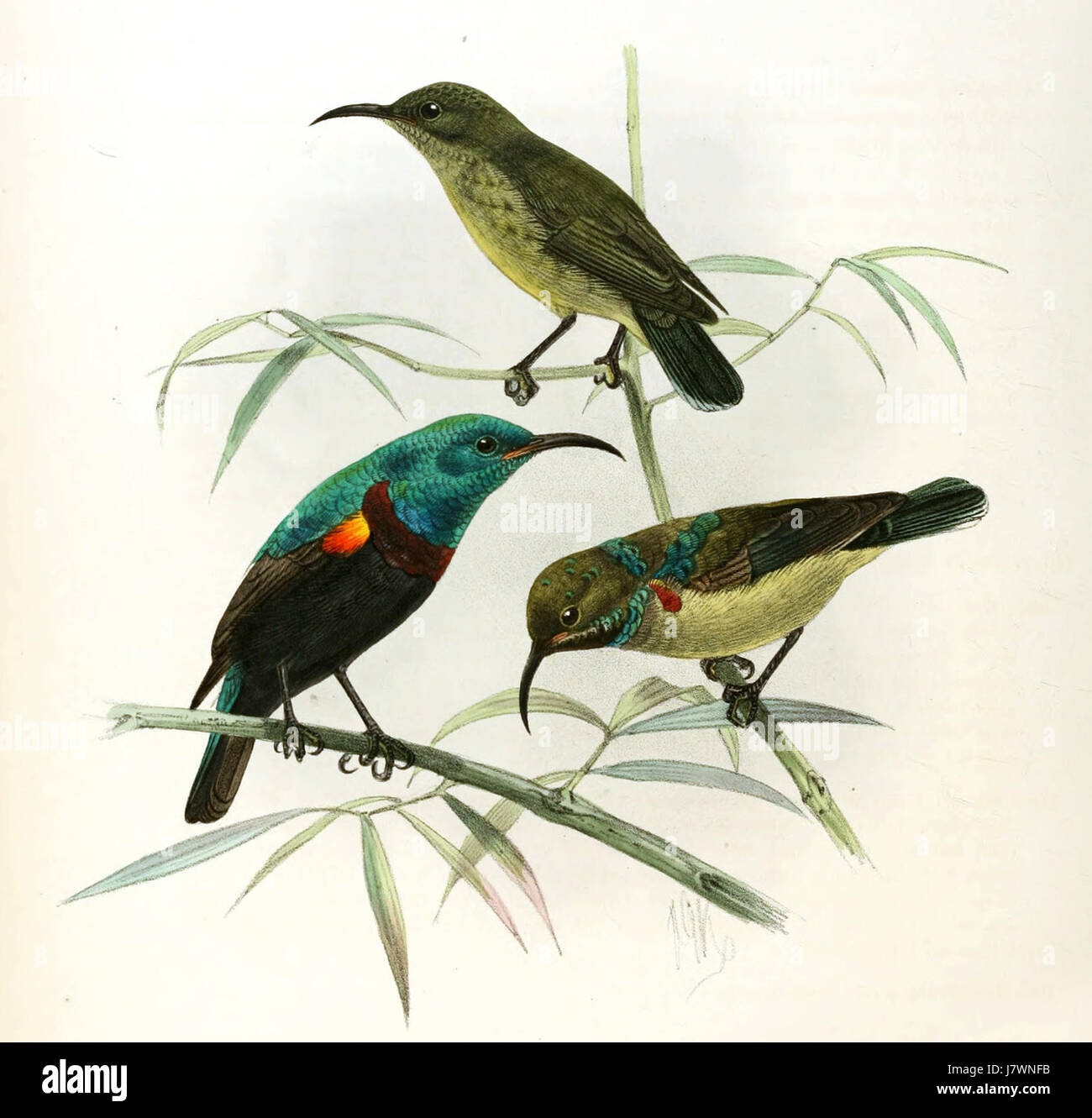 Comorensis hi-res stock photography and images - Alamy