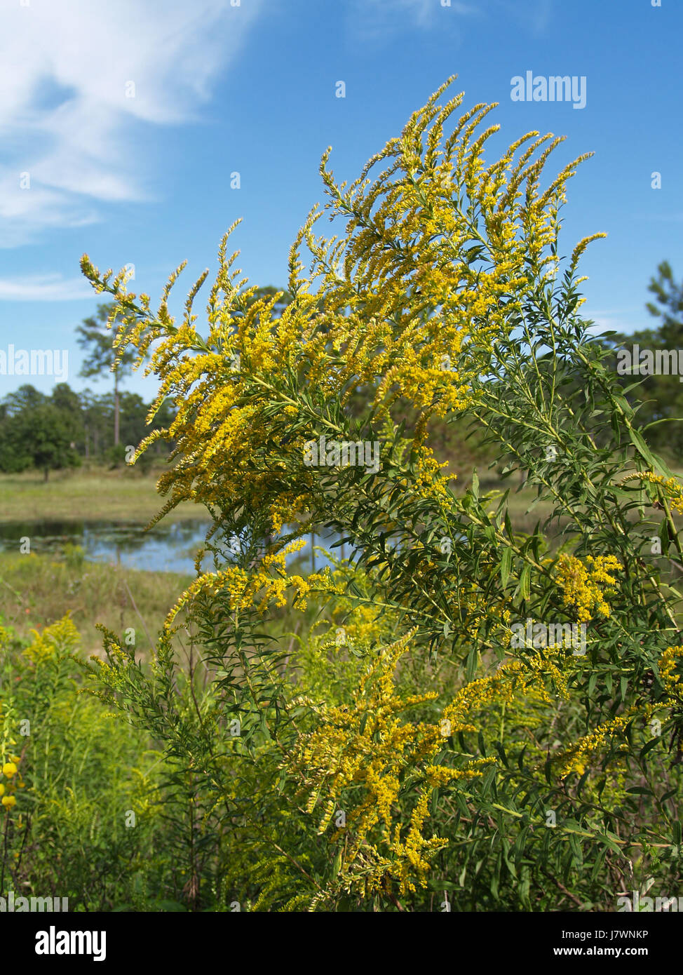 Perennial ragweed hi-res stock photography and images - Alamy