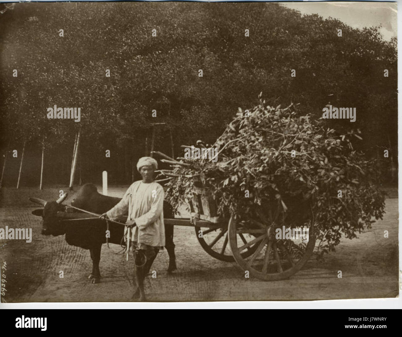 This image depicts a bullock cart in India around the early 20th ...