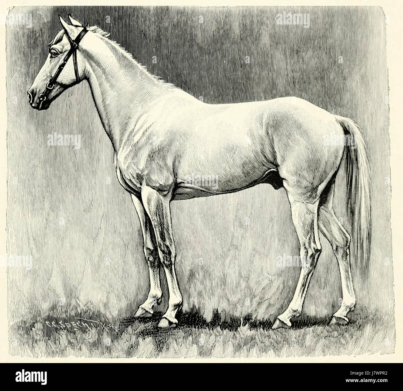 Abyssinia hi-res stock photography and images - Alamy