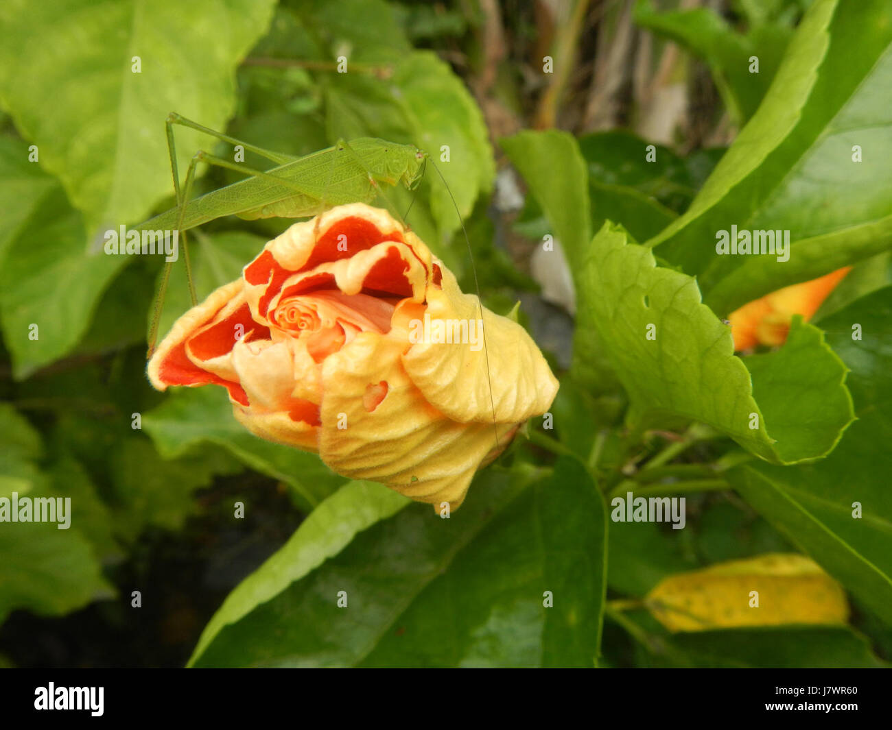 Hibiscus rosa-sinensis, also known as the Chinese hibiscus, is a ...