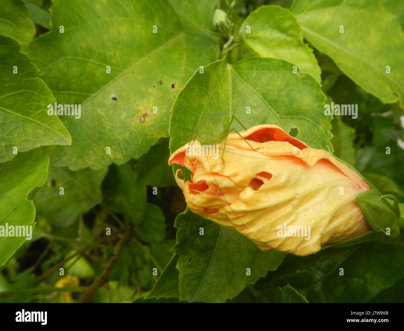 Rosa orthoptera hi-res stock photography and images - Alamy