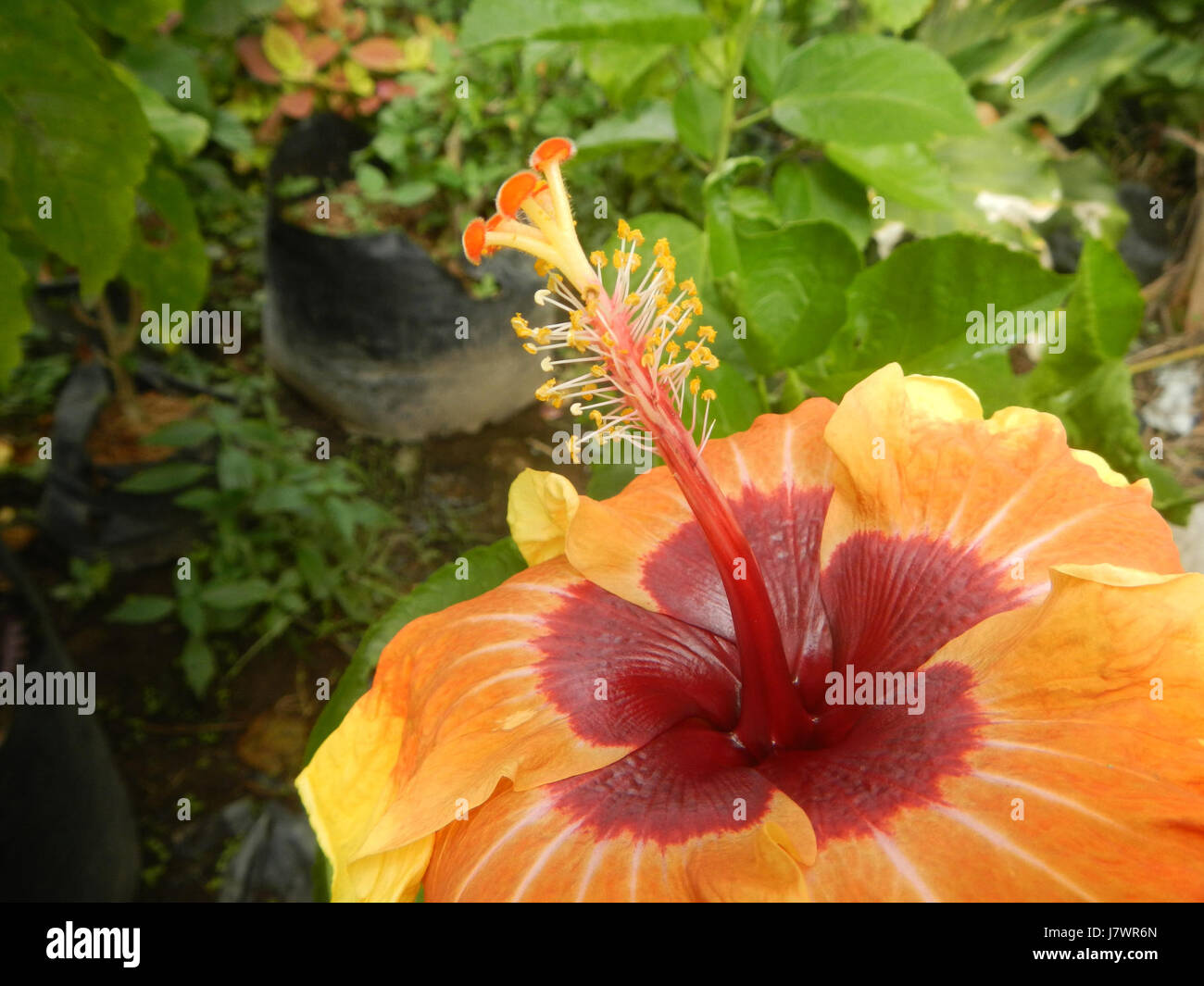09956 Cuisine of Bulacan food vegetables fruits 01 Stock Photo - Alamy