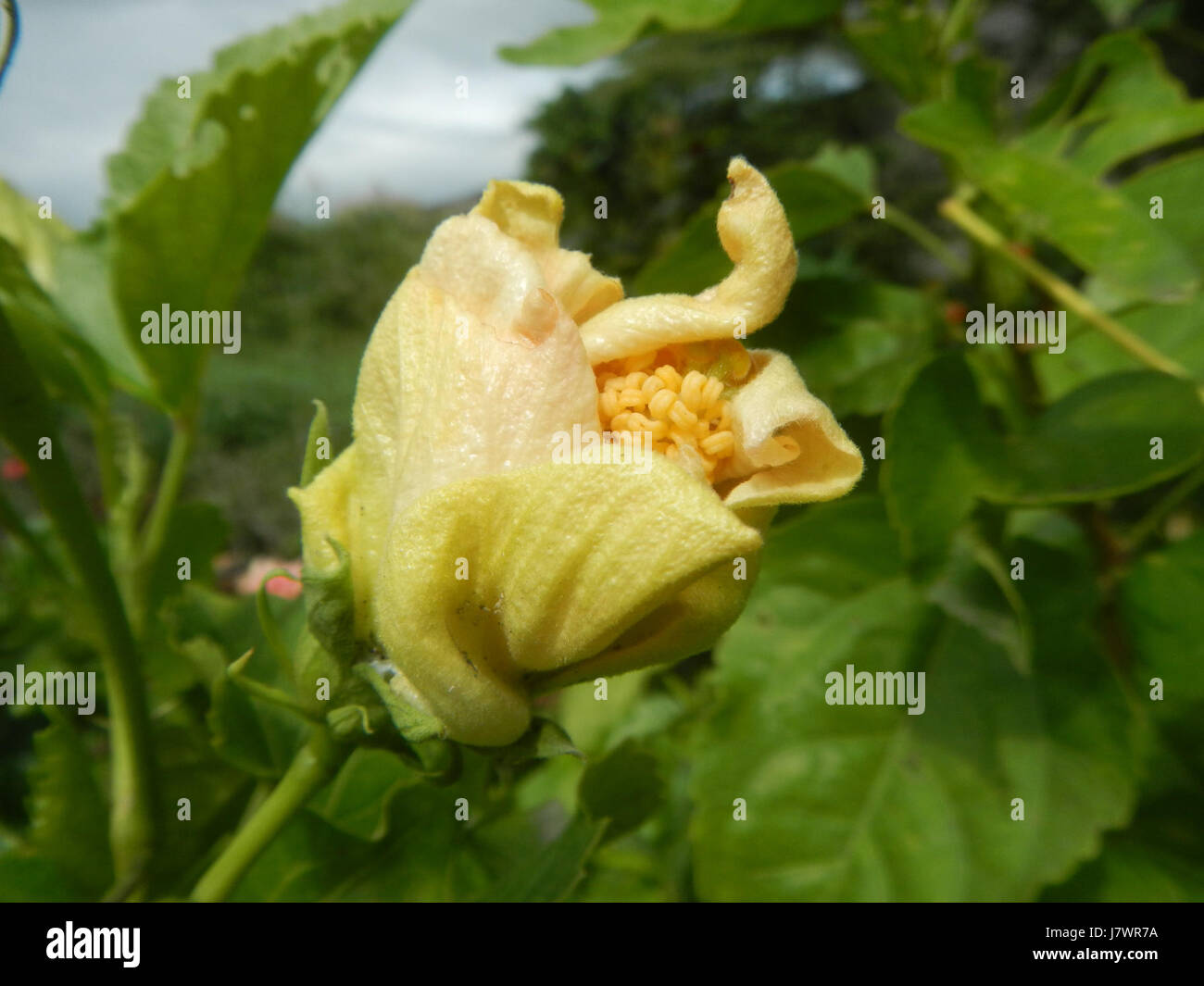 09956 Cuisine of Bulacan food vegetables fruits 06 Stock Photo - Alamy