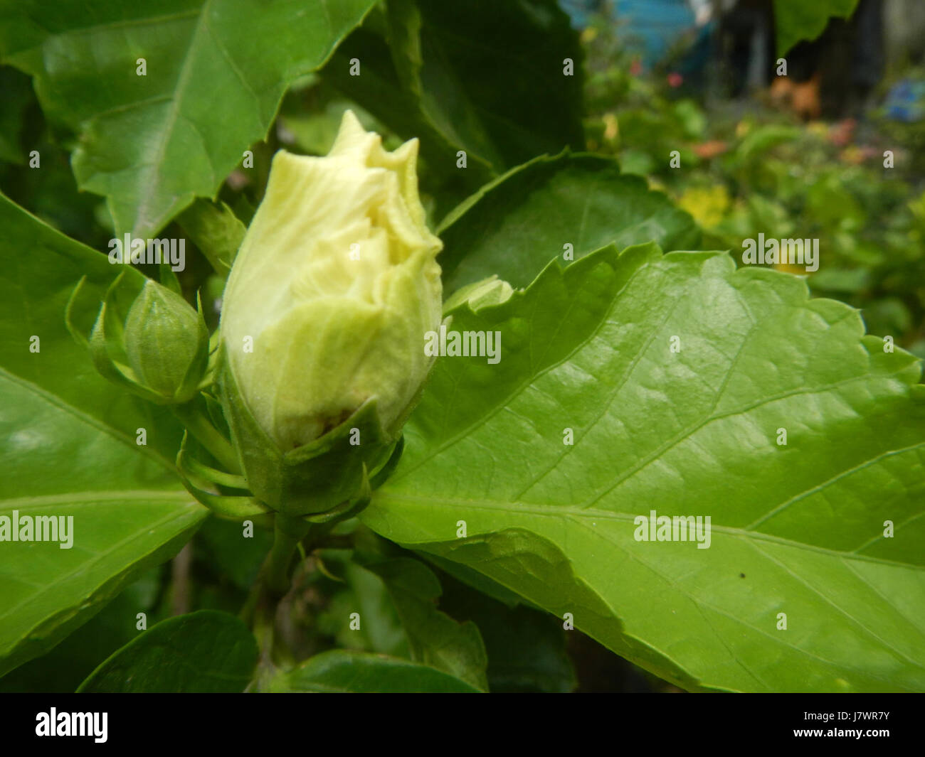 09956 Cuisine of Bulacan food vegetables fruits 14 Stock Photo - Alamy