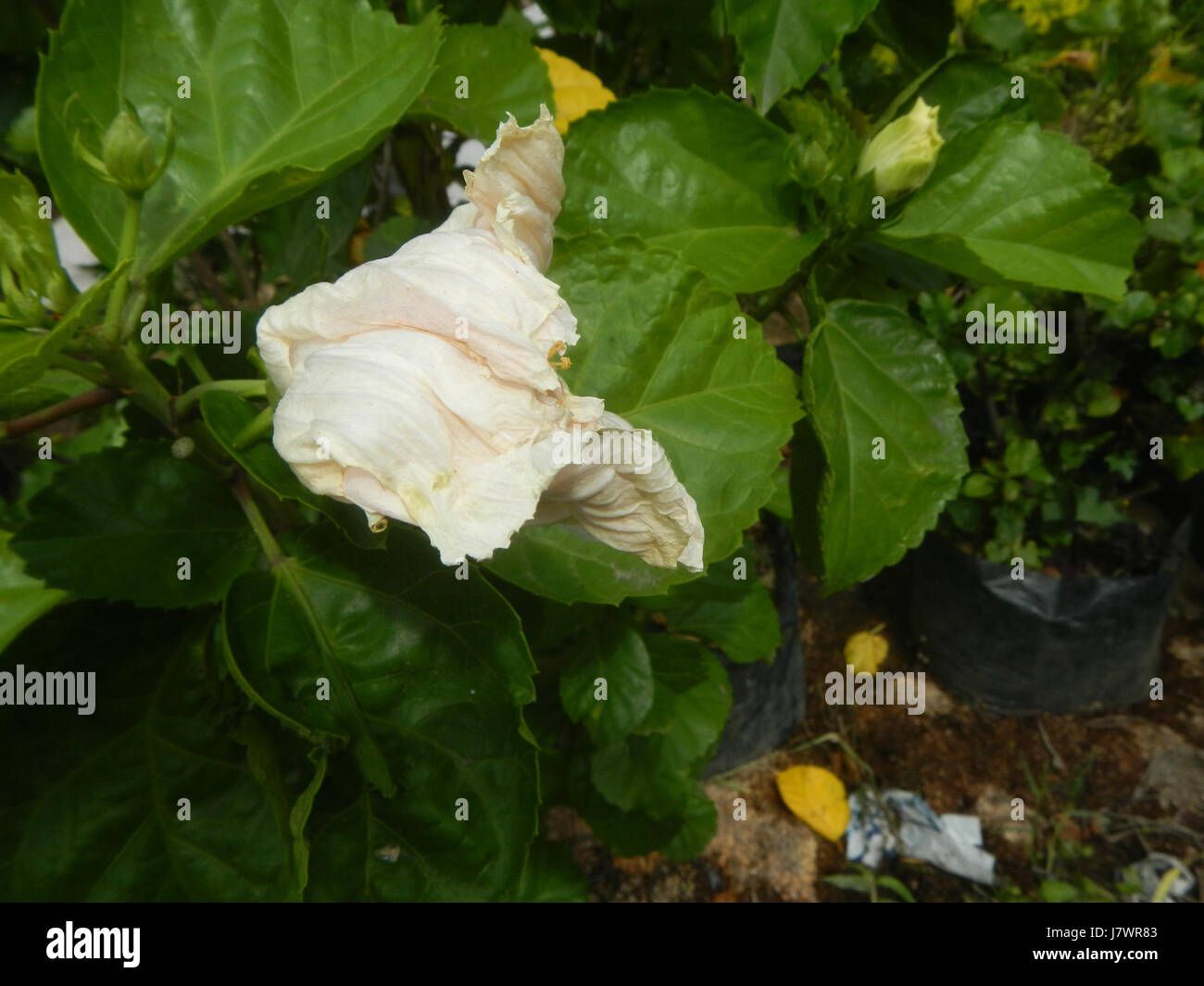 This title refers to the diverse cuisine of Bulacan, a province in the ...