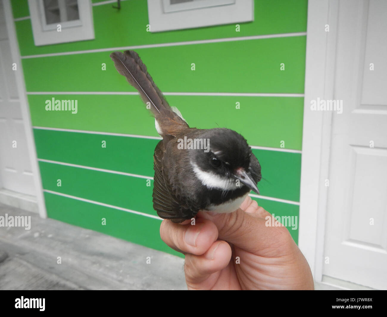 Captive birds hi-res stock photography and images - Alamy