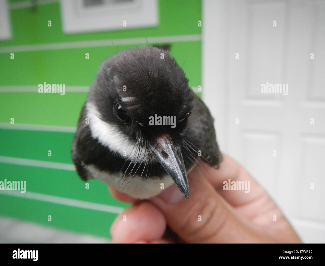 An image depicting captive birds in the Philippines, showcasing a ...