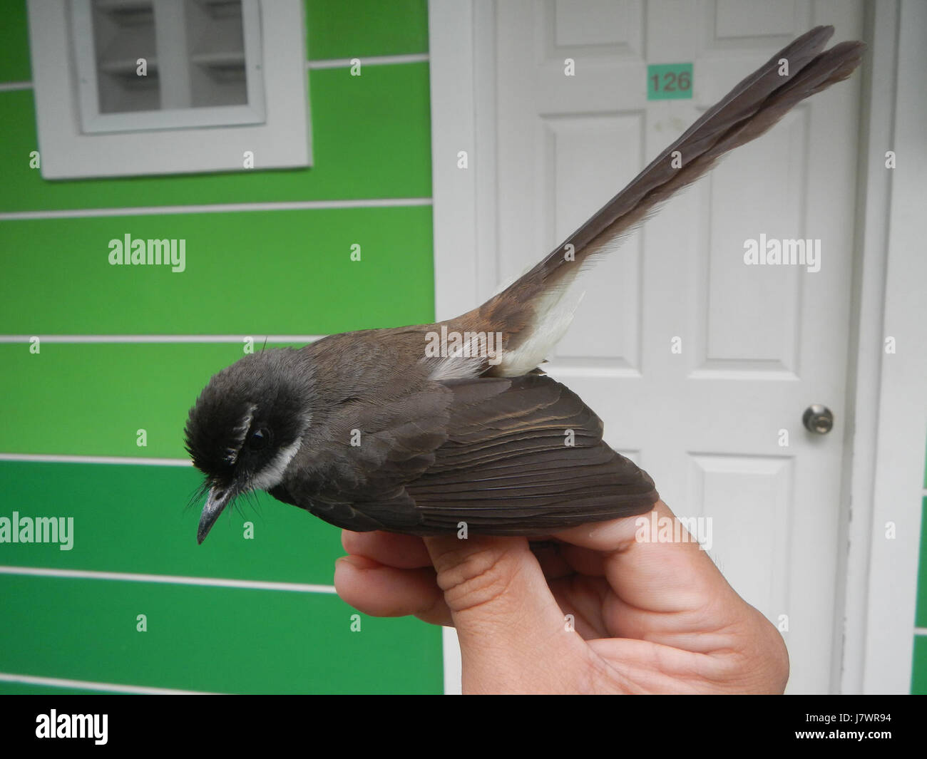 09981 Captive birds of the Philippines 05 Stock Photo - Alamy