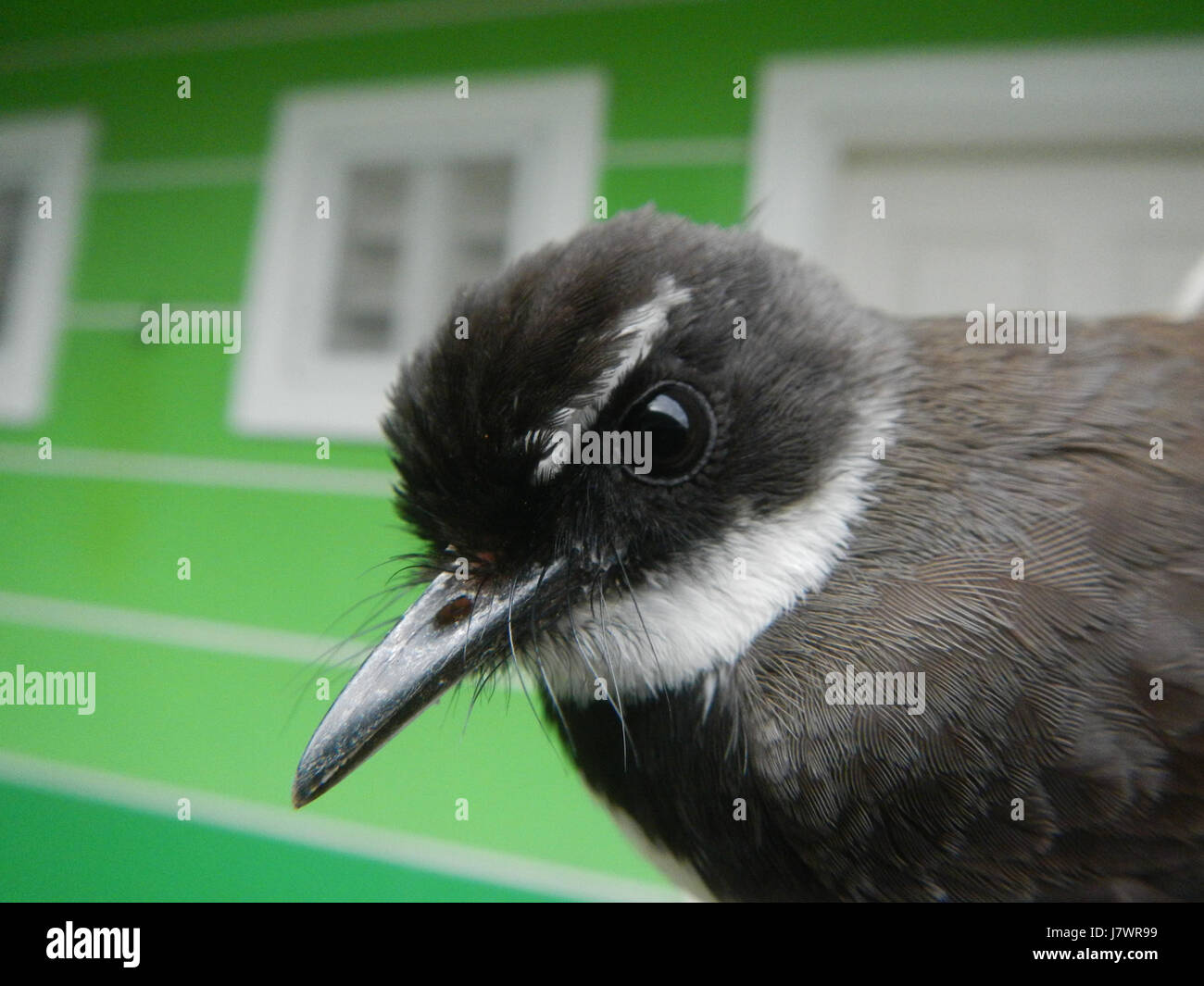 Captive birds hi-res stock photography and images - Alamy