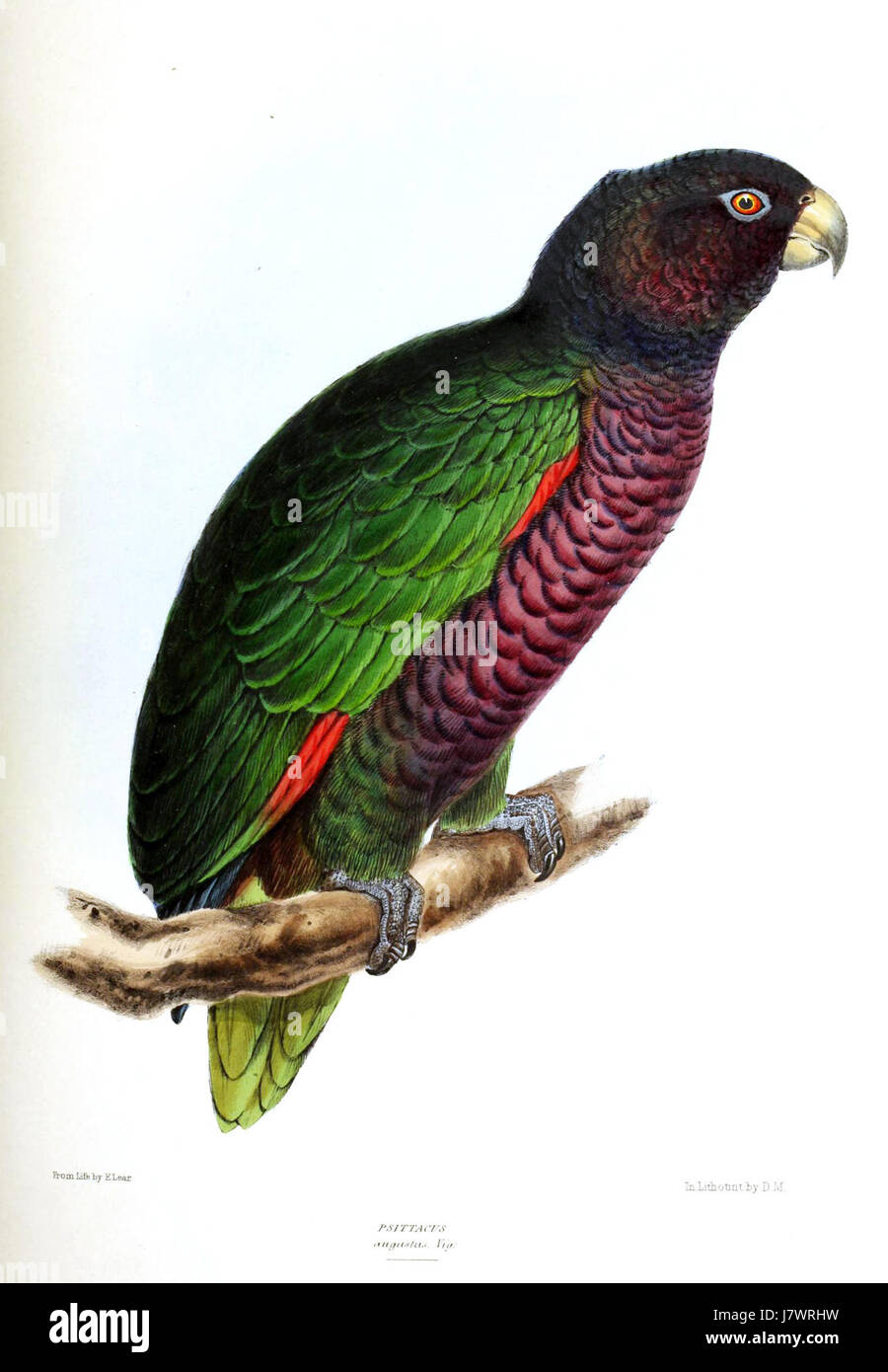 Imperial parrot hi-res stock photography and images - Alamy