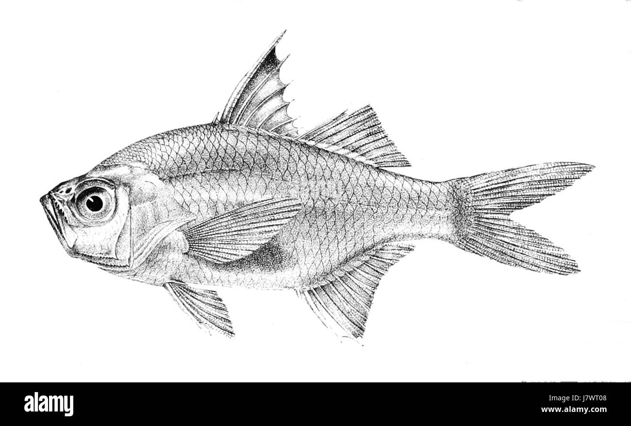 Perchlet hi-res stock photography and images - Alamy