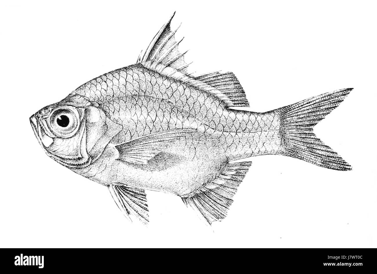 Ambassis nalua hi-res stock photography and images - Alamy