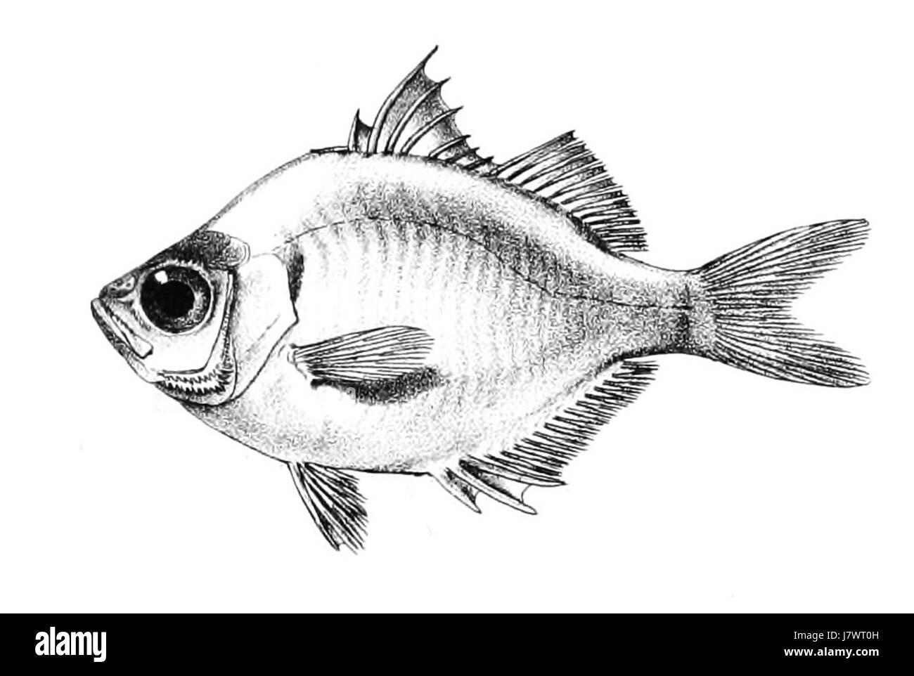 Ranga hi-res stock photography and images - Alamy