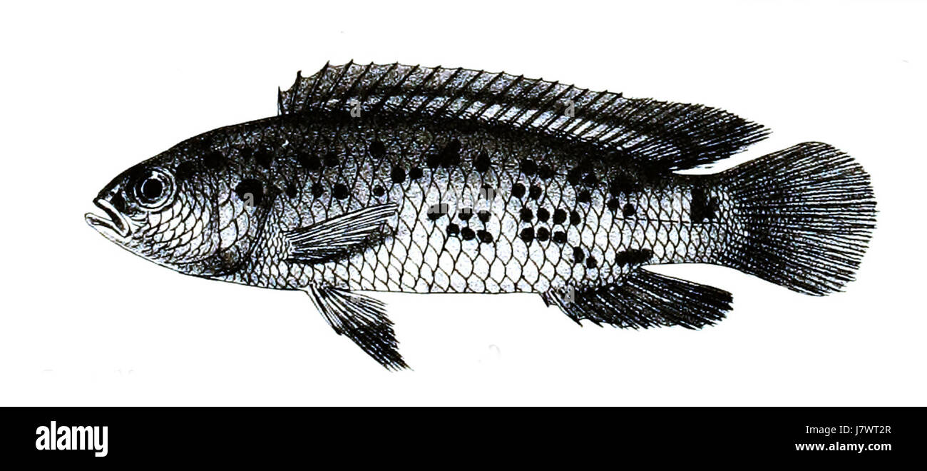 Badis fish hi-res stock photography and images - Alamy