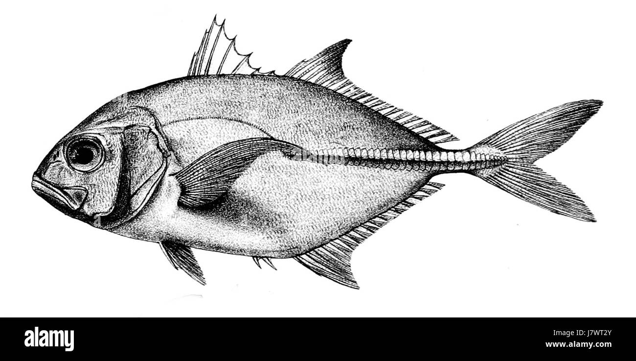Caranx carangius, also known as the blue trevally, is a species of ...