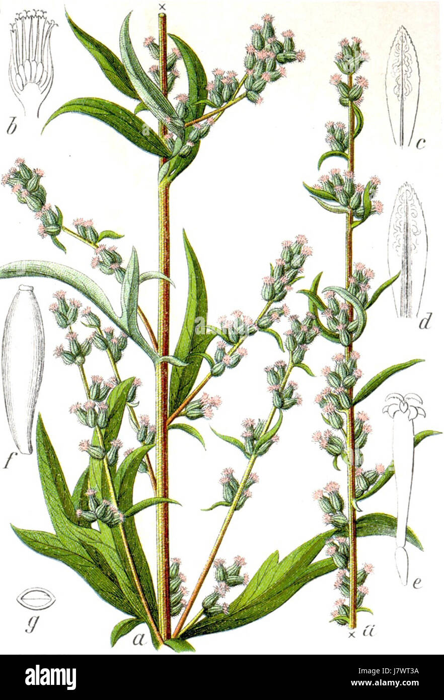 Artemisia vulgaris illustration hi-res stock photography and images - Alamy