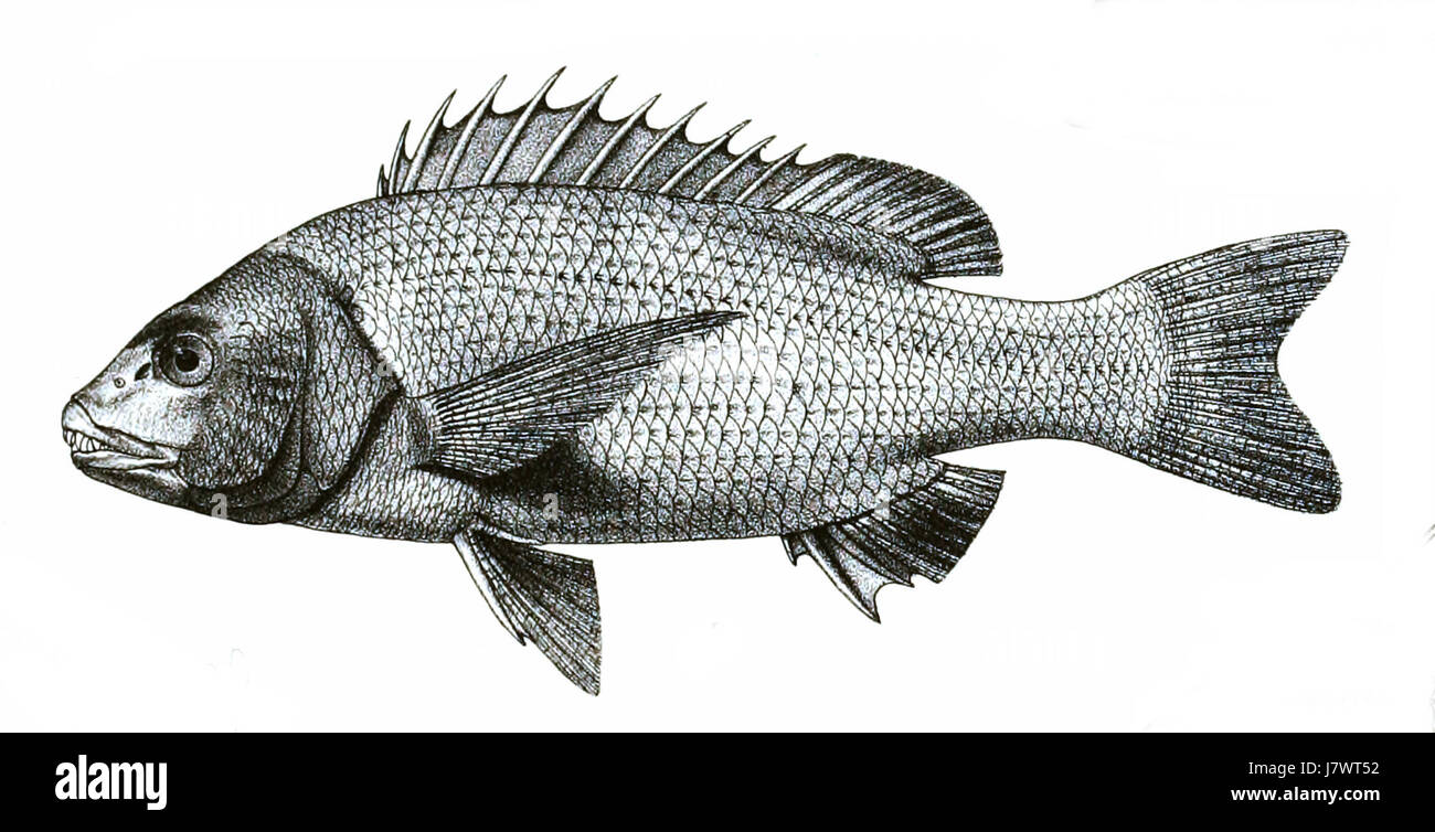 Chrysophrys cuvieri, commonly known as the yellowfin bream, is a ...
