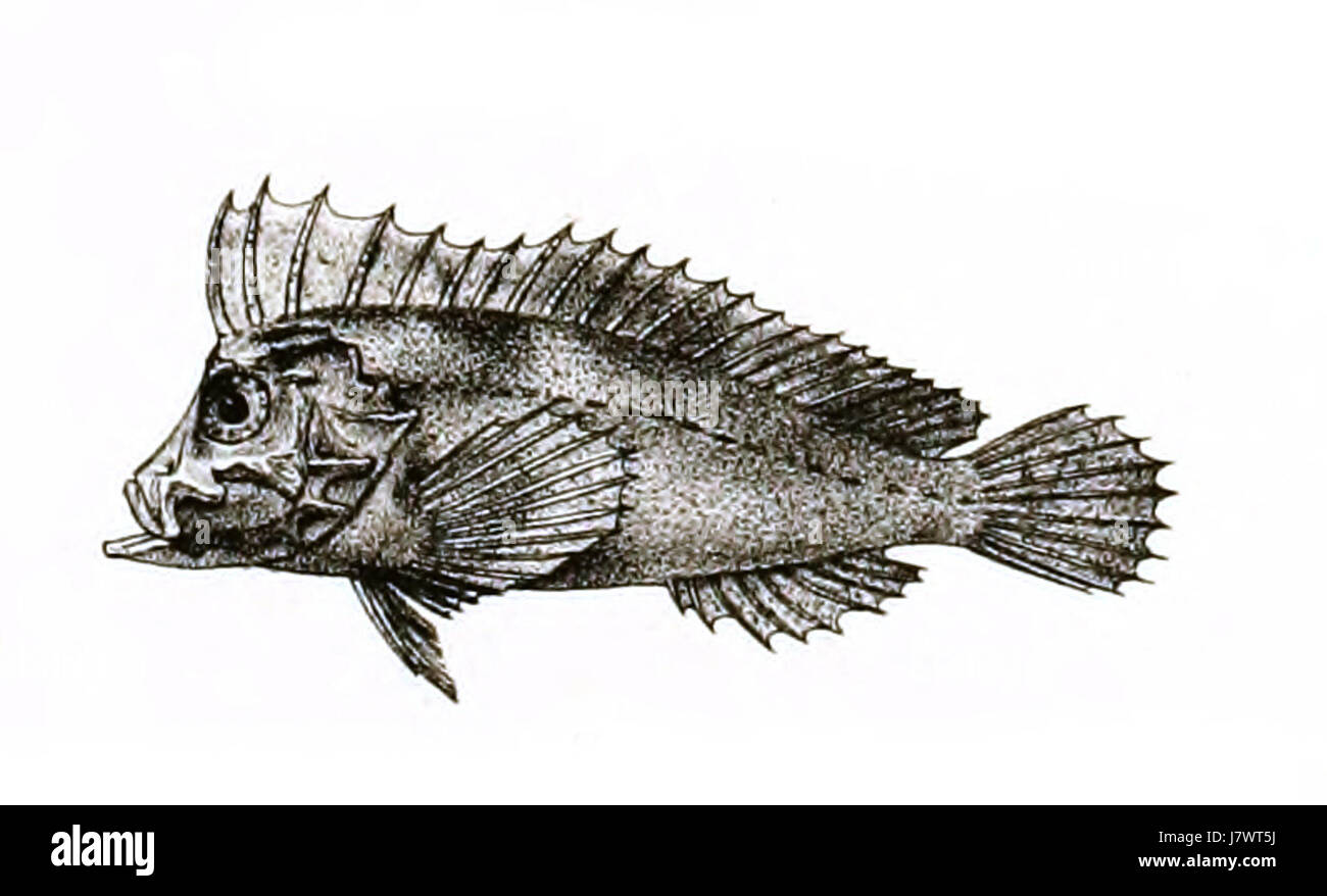 Cocotropus roseus is a species of marine fish, notable for its ...