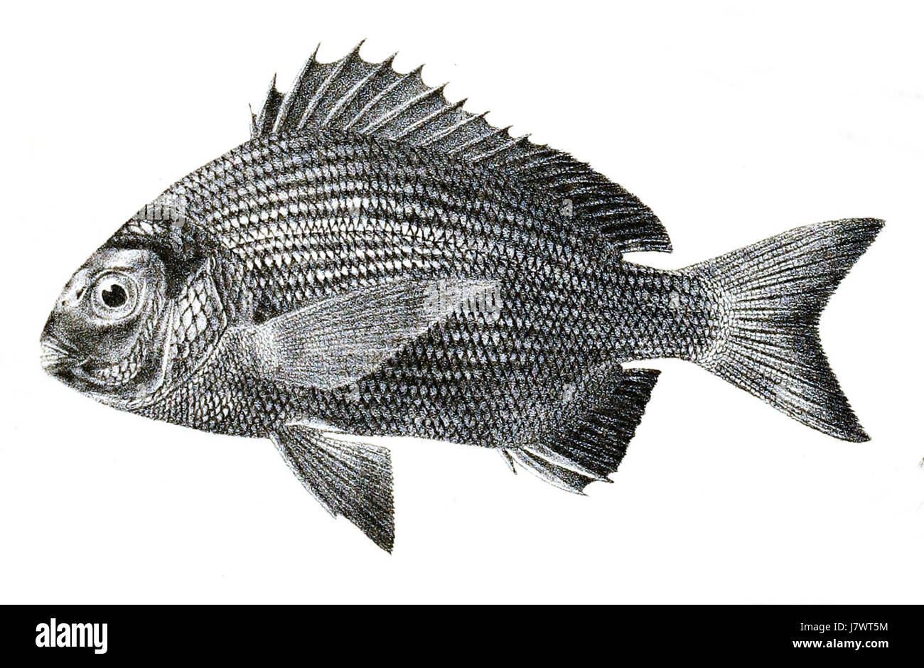 Triggerfish underwater Cut Out Stock Images & Pictures - Alamy