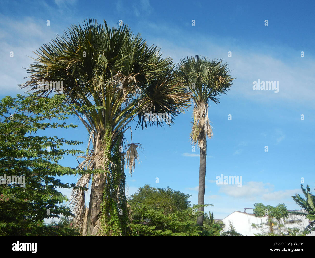 The Santa Maria Bridge in Bulacan spans the Santa Maria River and ...