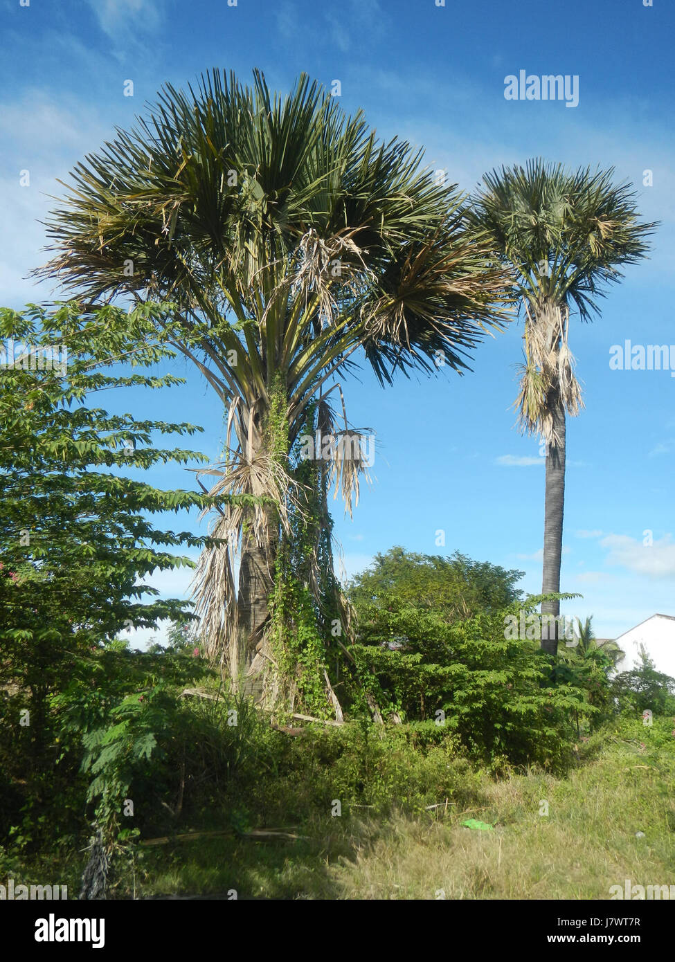 The Santa Maria Bridge, located in Bulacan, Philippines, spans the ...