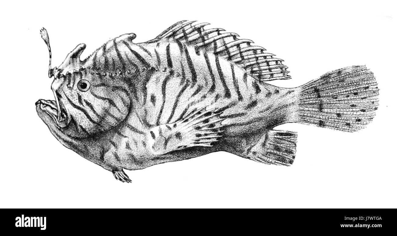 Antennarius aquatic Black and White Stock Photos & Images - Alamy