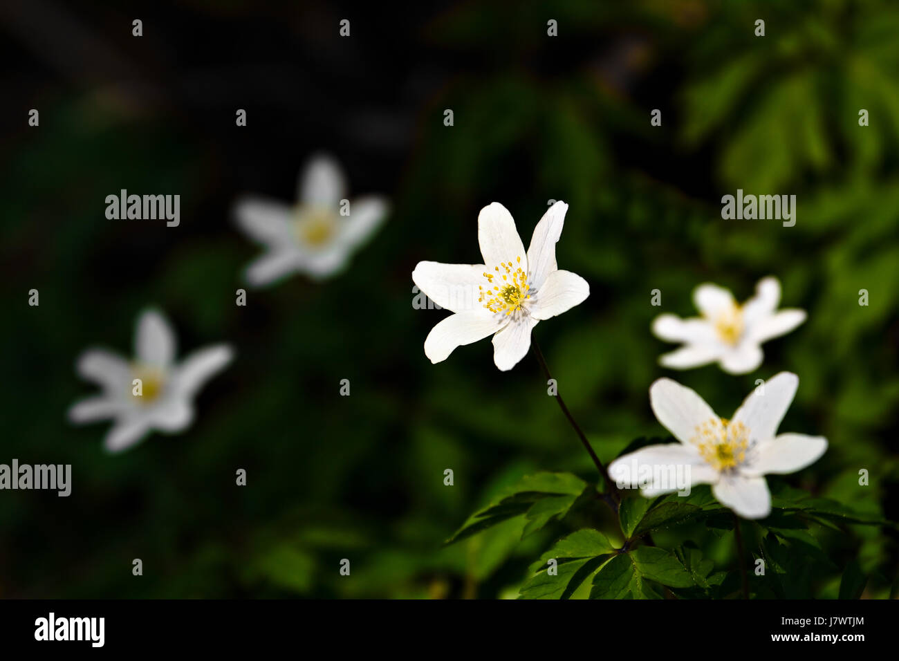green flower flowers plant blossoms spring bleed yellow nature plant ...