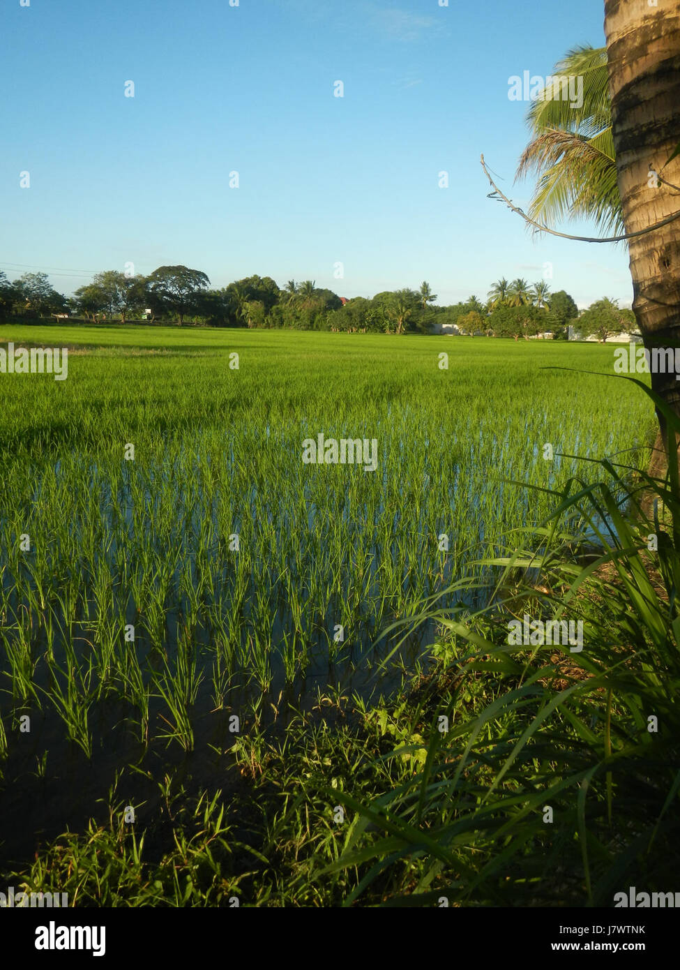 A photograph of the rural landscape in Sabang, Baliuag, Bulacan ...