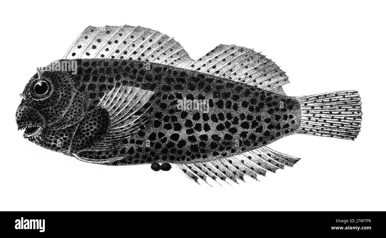 Blenny fish Black and White Stock Photos & Images - Alamy