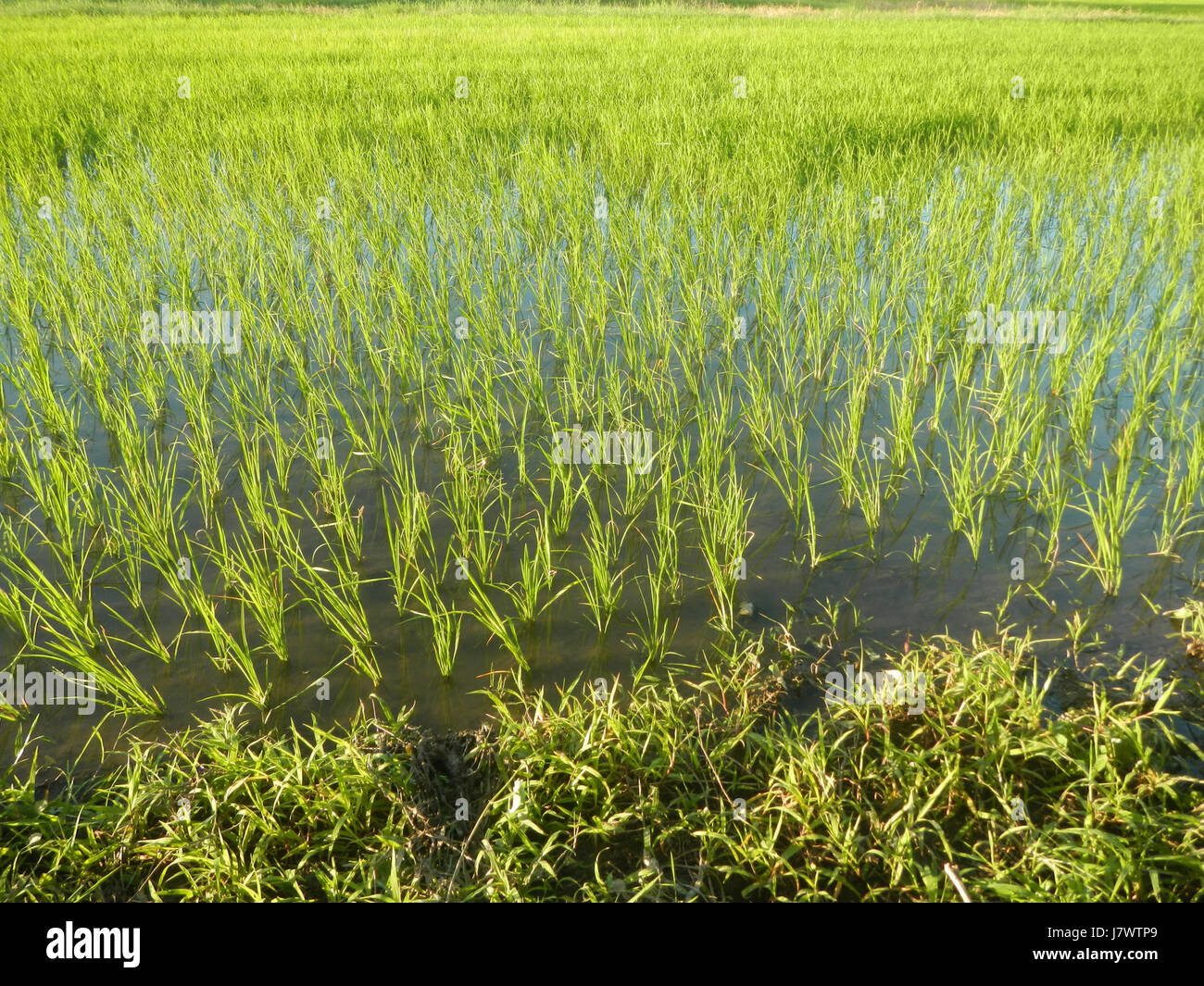 This image shows the paddy fields, grasslands, trees, houses, and ...