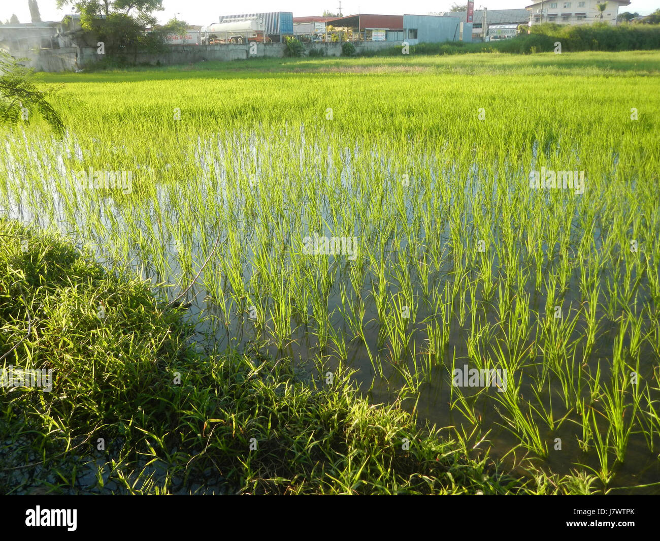 This image depicts the rural landscape of Sabang, Baliuag, Bulacan ...