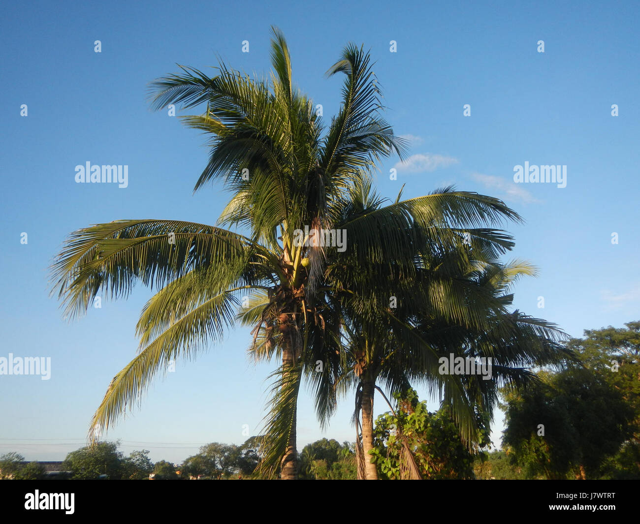 09910 Paddy fields, grasslands, trees, houses irrigation Sabang ...