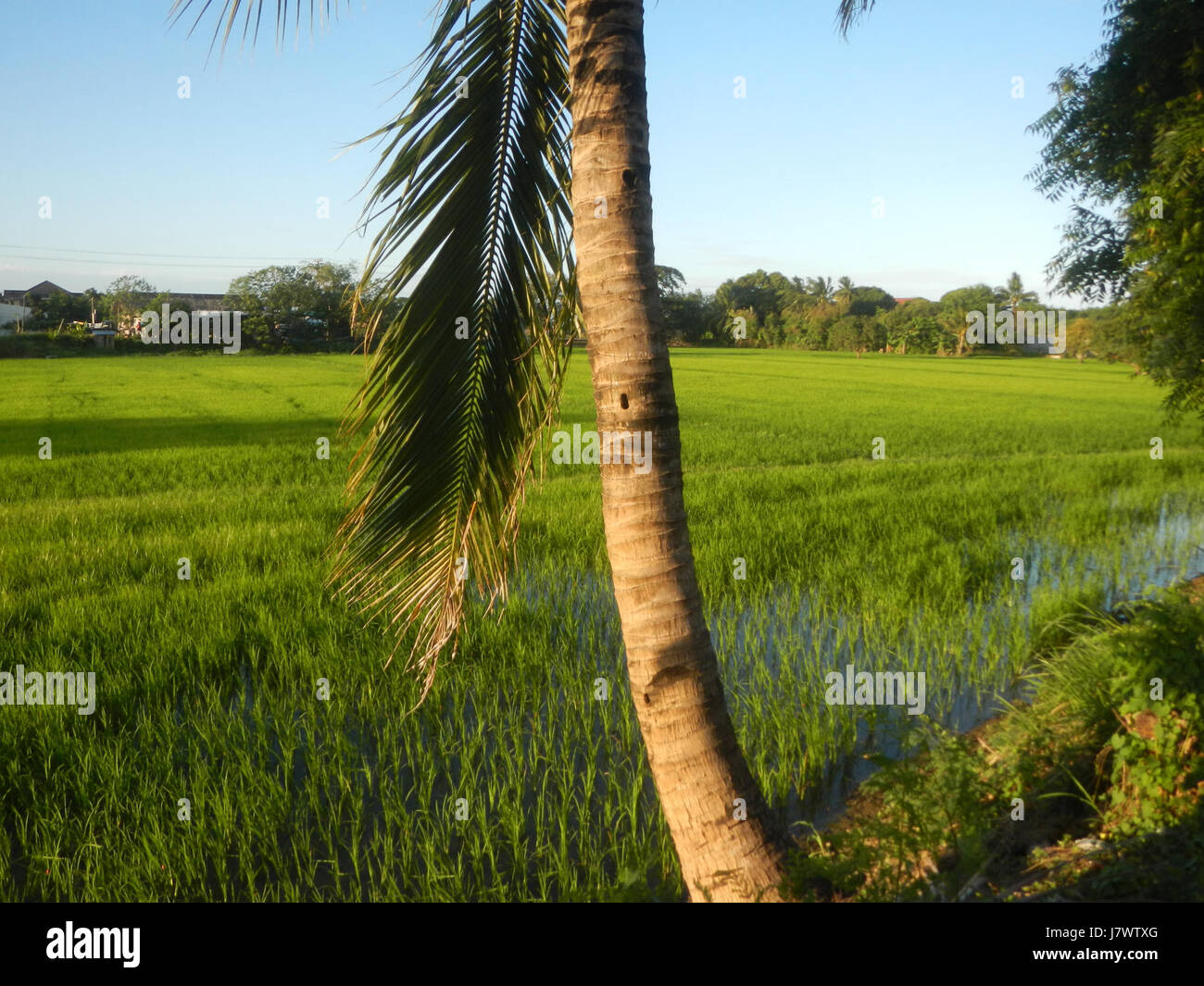 The image depicts the rural landscape of Sabang, Baliuag, Bulacan ...