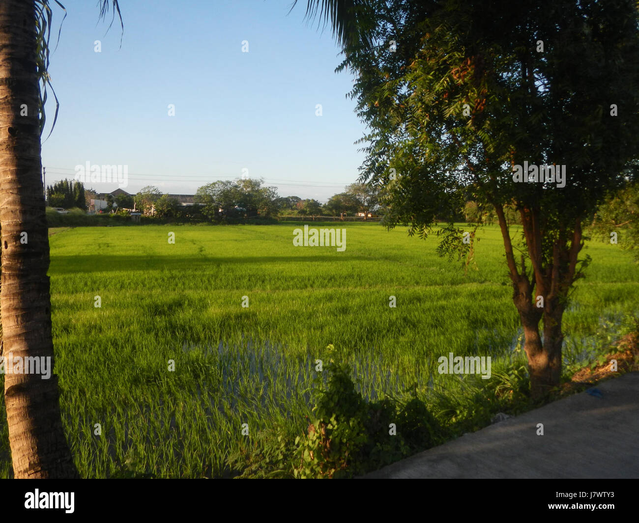 The image captures the agricultural landscape of Sabang, Baliuag ...