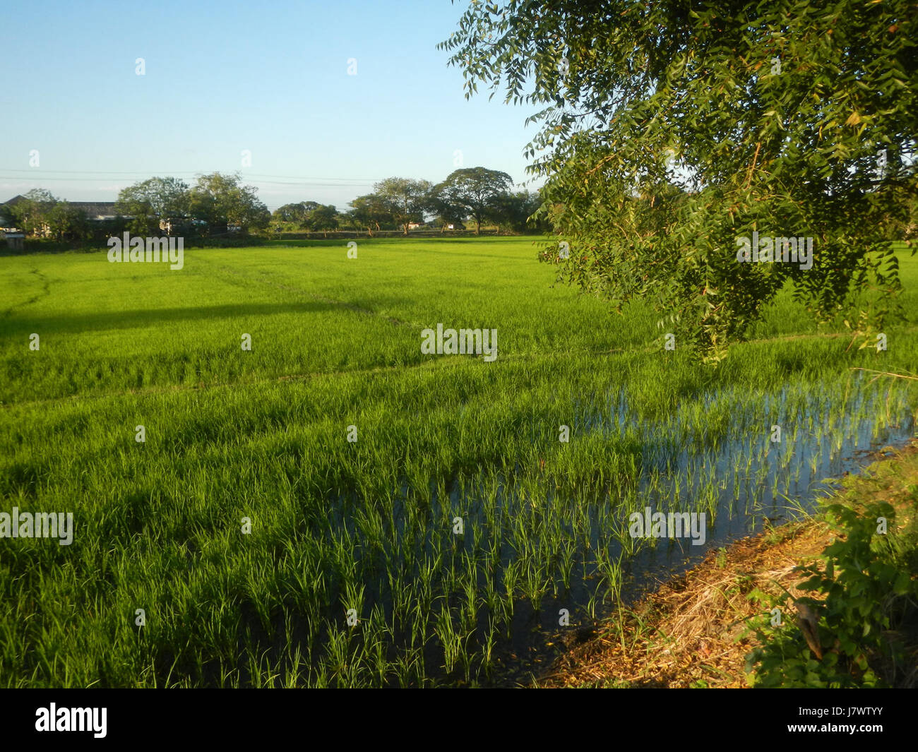 This image depicts the rural landscape of Sabang, Baliuag, Bulacan ...