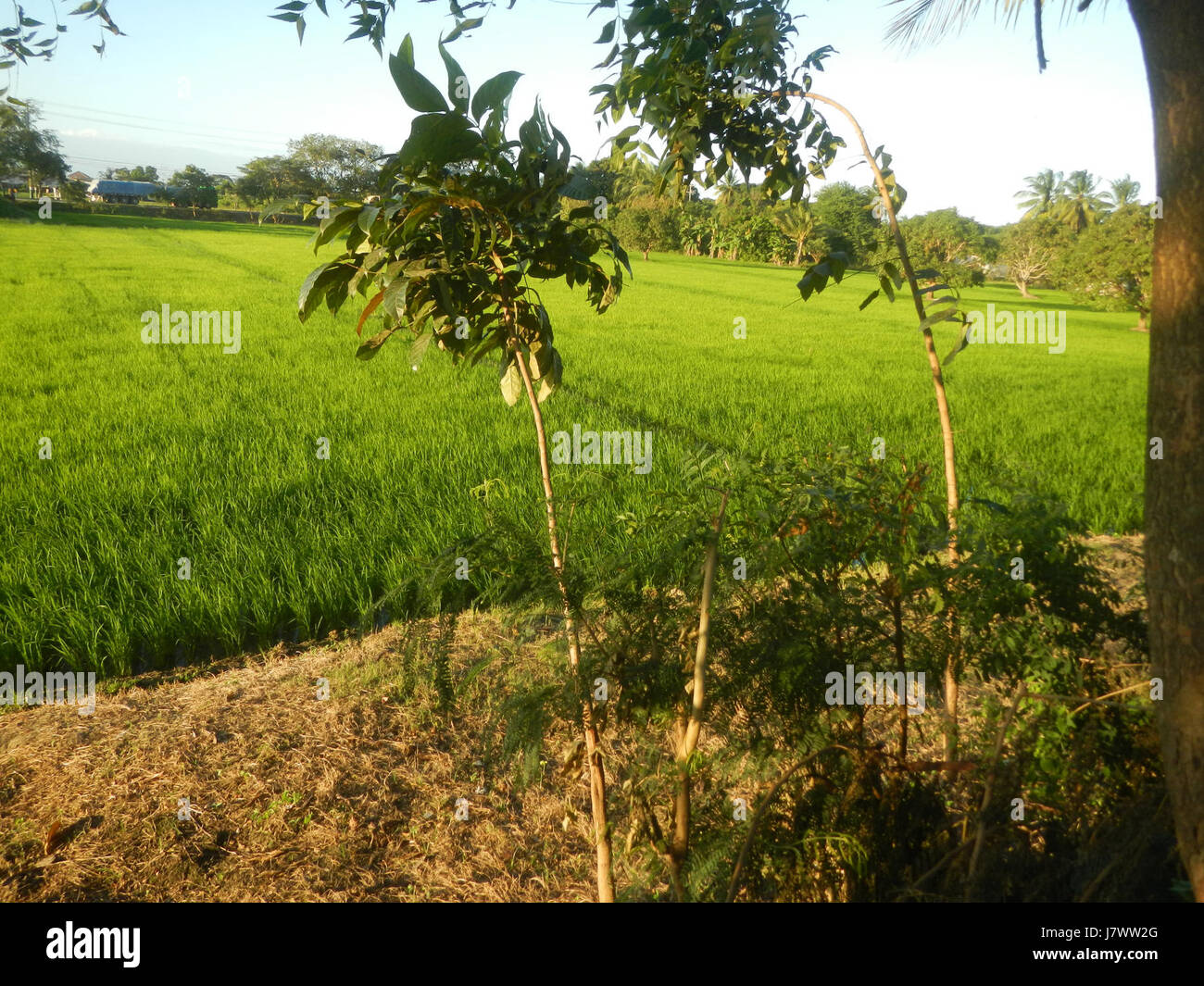 This photograph captures the agricultural landscape of Sabang in ...