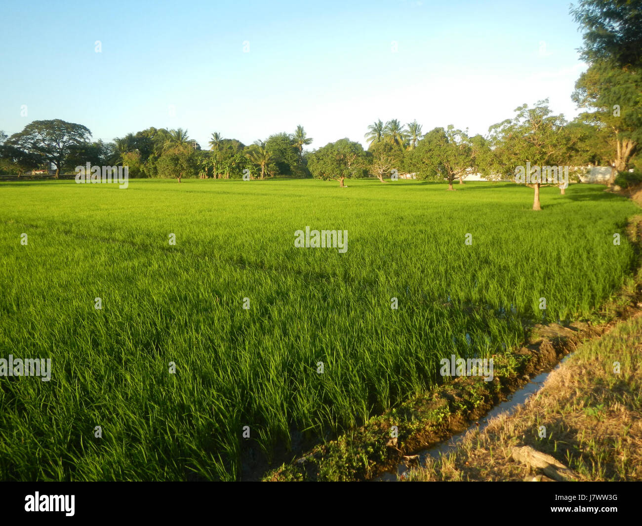 This image depicts the rural landscape of Sabang, Baliuag, Bulacan ...