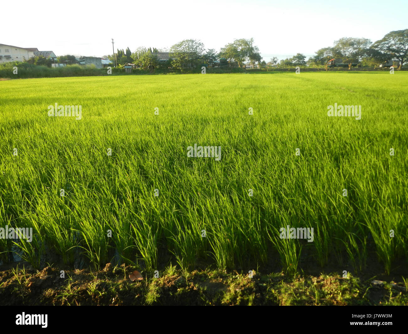 09992 Paddy fields, grasslands, trees, houses irrigation Sabang ...
