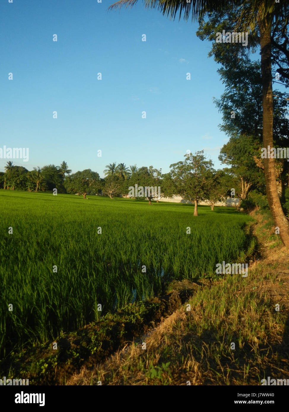 The image shows the rural landscape of Sabang, Baliuag, Bulacan ...