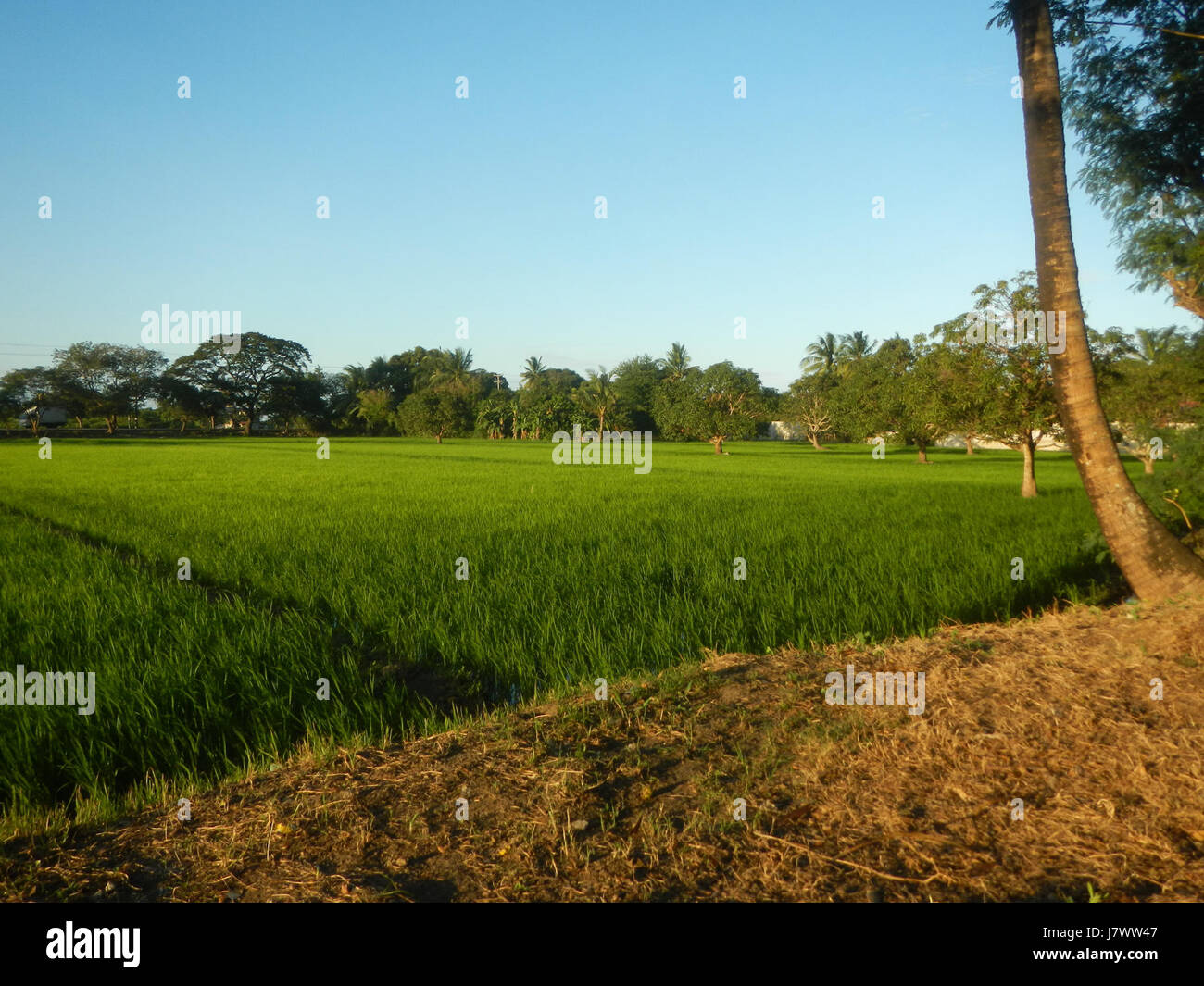 09992 Paddy fields, grasslands, trees, houses irrigation Sabang ...