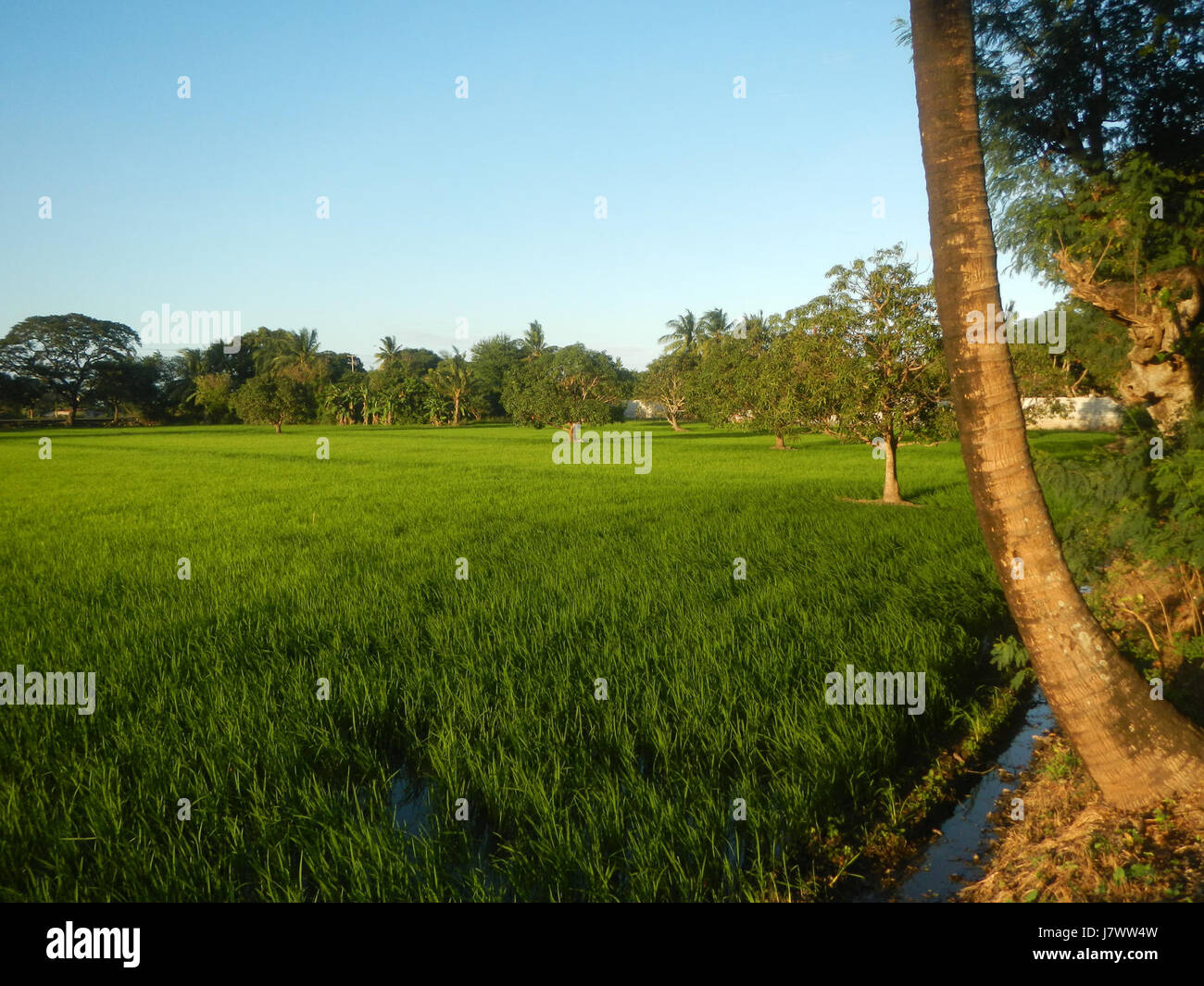 The landscape in Sabang, Baliuag, Bulacan, Philippines, features paddy ...