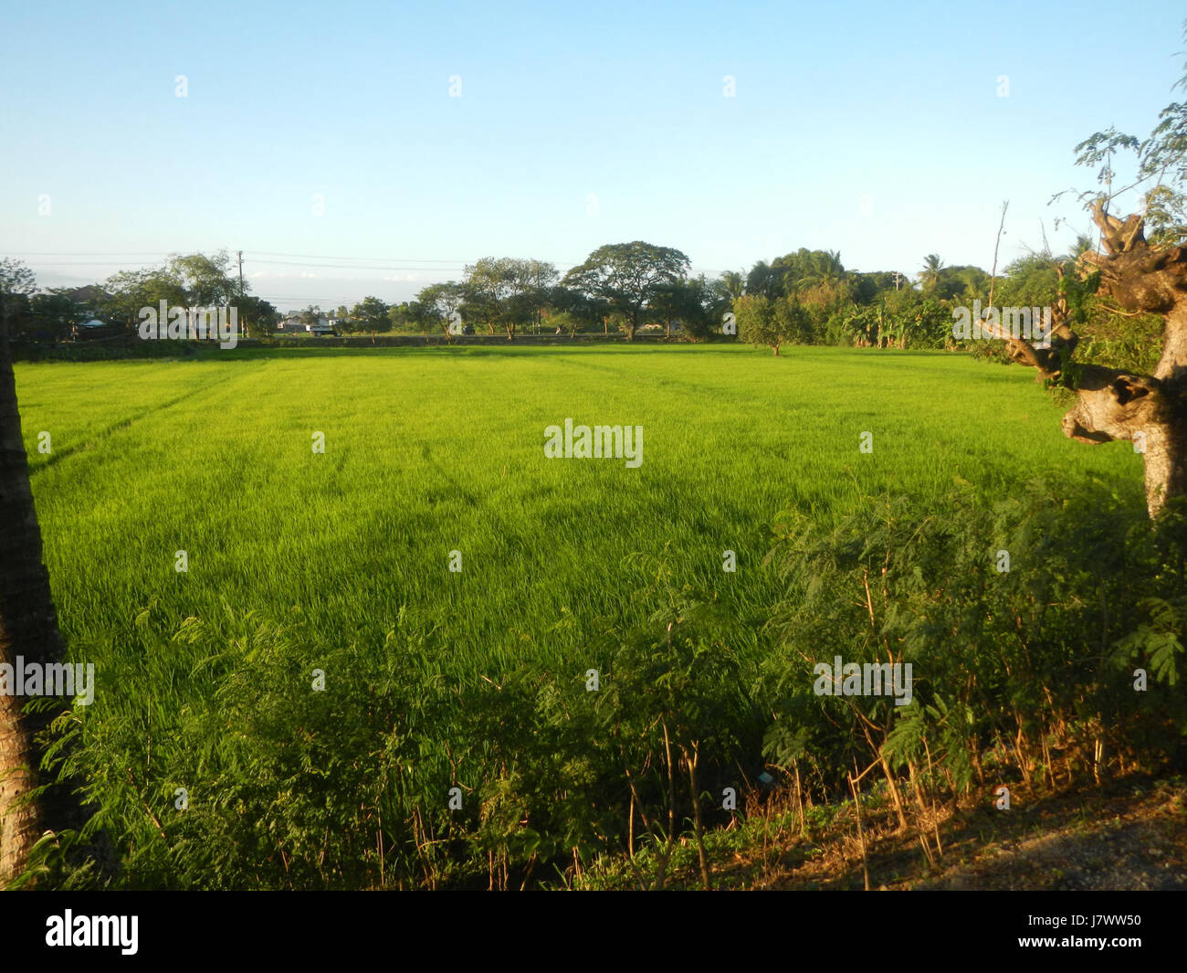 09992 Paddy fields, grasslands, trees, houses irrigation Sabang ...