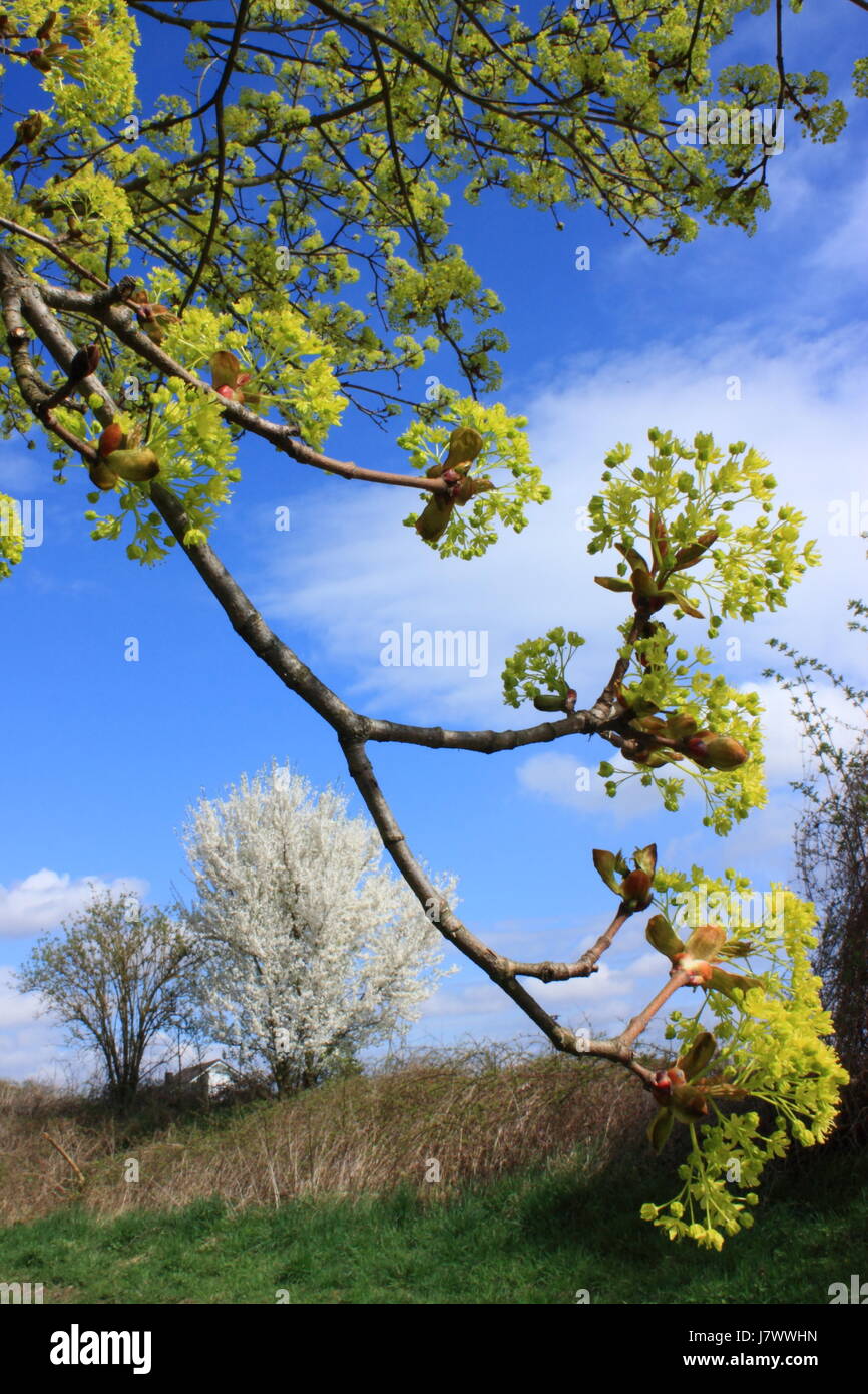environment enviroment tree trees plant spring season nature blue ...