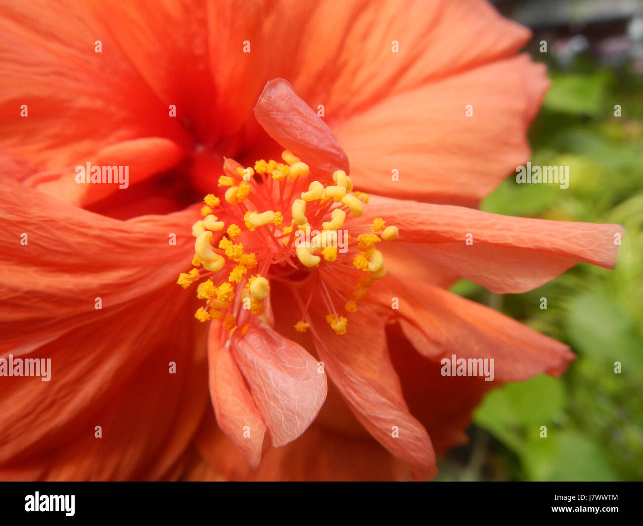Traditional chinese flower arrangement hi-res stock photography and ...