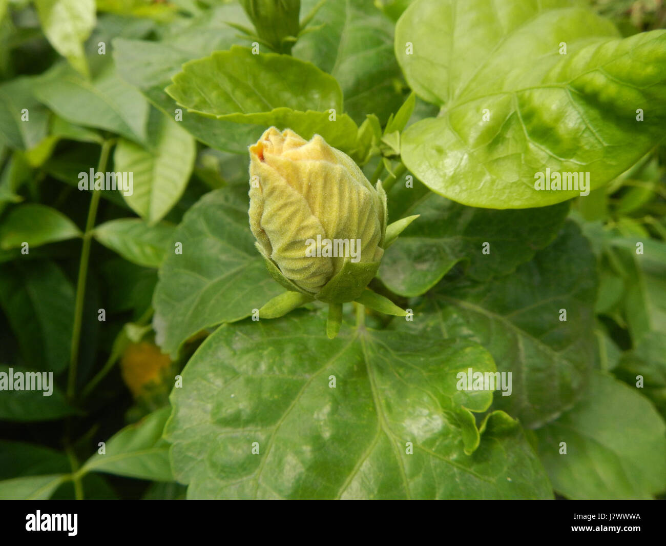 Hibiscus rosa sinensis, commonly known as the Chinese hibiscus, is a ...