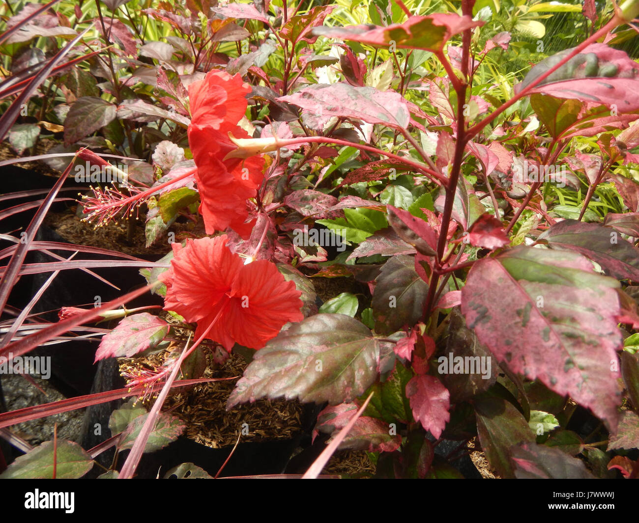 Hibiscus rosa sinensis, a flowering plant known for its vibrant blooms ...