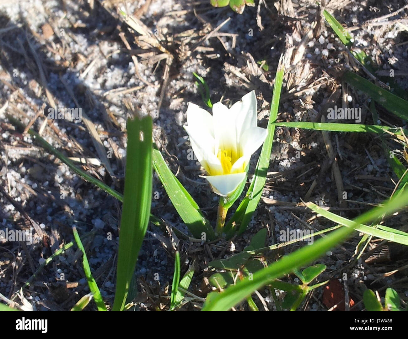 1 Romulea flava Kenwyn Nature Park Cape Town Stock Photo - Alamy