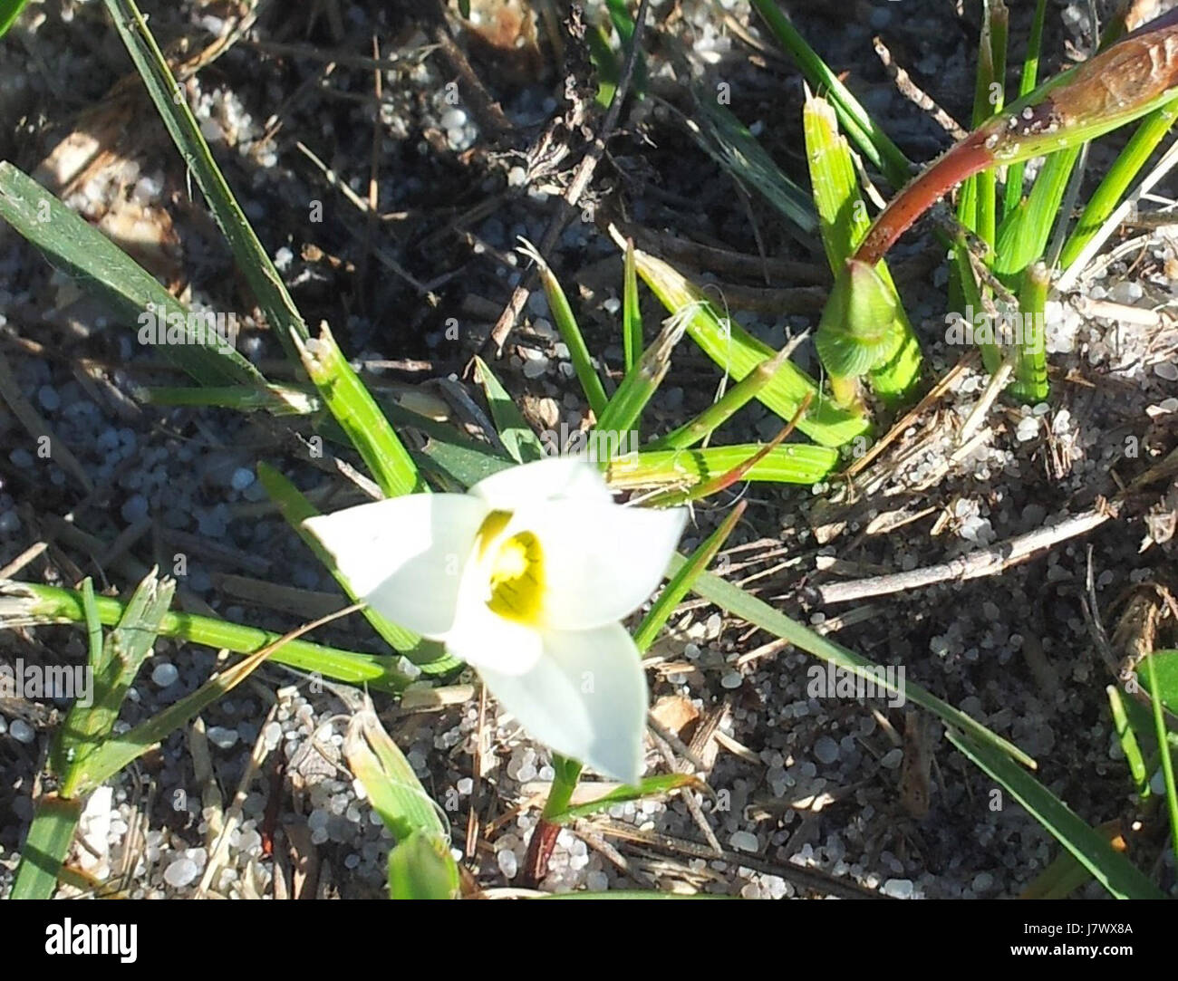 1 Romulea flava Kenwyn Nature Park Cape Town 2 Stock Photo - Alamy